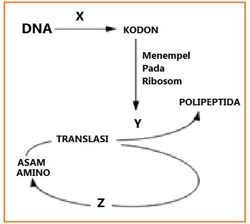 BIOLOGI UN 2013 80 %