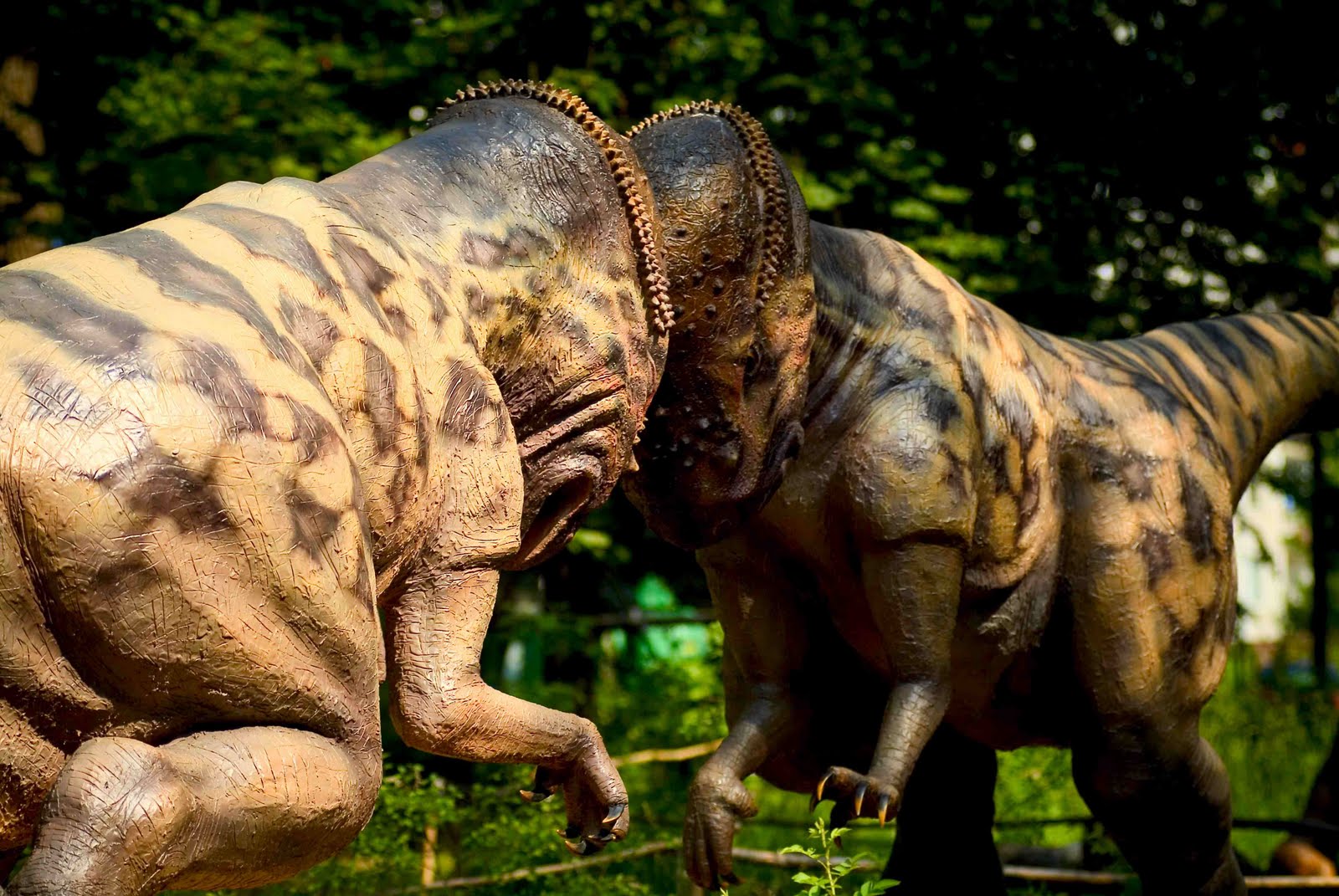 Sciency Thoughts: Head-butting in a Pachycephalosaur.