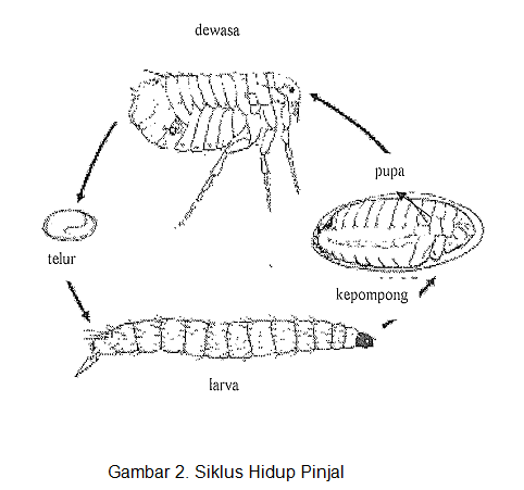 Pinjal dan Metode Pengendaliannya – Jati.id