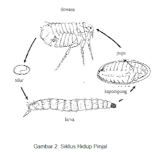 Pinjal dan Metode Pengendaliannya – Jati.id