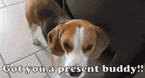 Funny Gif Animals