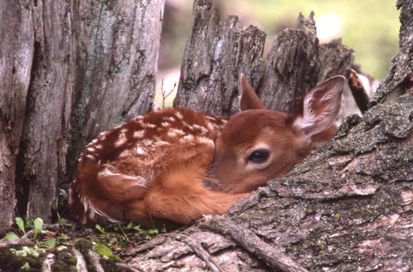Full O'Bull Gazette: Understanding Fawns And Knowing To Leave Them Be