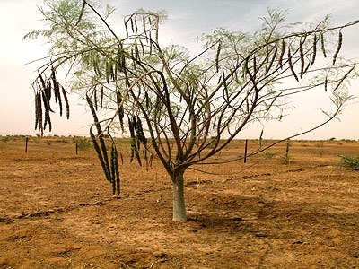 The Miracle Tree - Moringa Oleifera (Daun Kelor): Tree and leaves