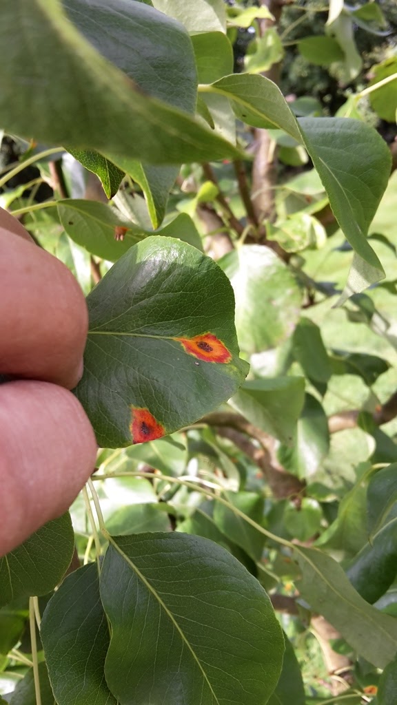 An English Homestead: Pear Rust