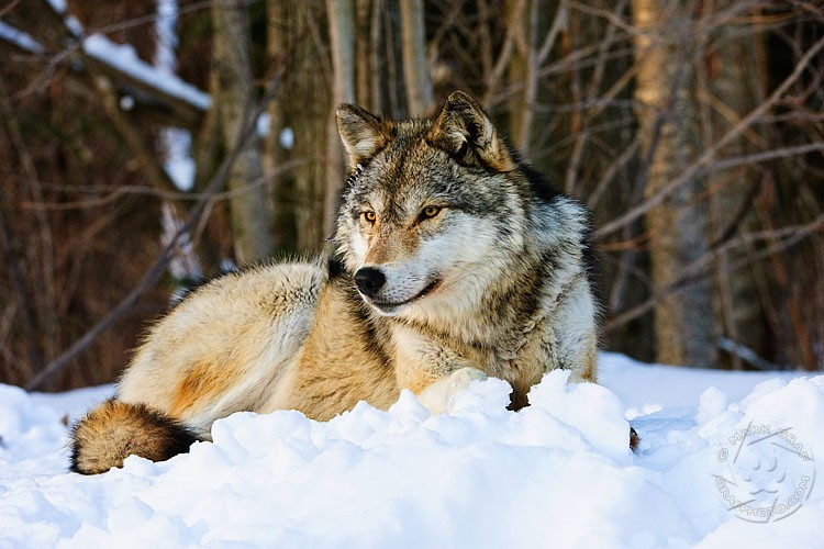 White Wolf : Fascinating Wolf Pictures Captured By Michigan ...