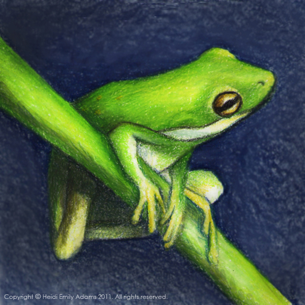 Heidi Emily Adams Illustration: Green Tree Frog... and a Lesson on ...