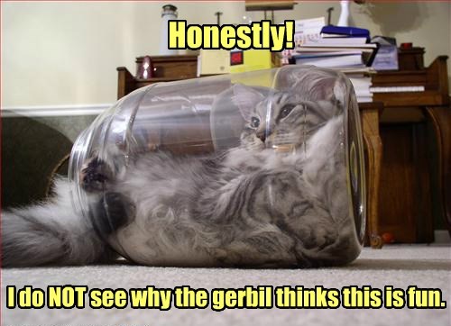 I think this is not fun - Funny Cat Memes