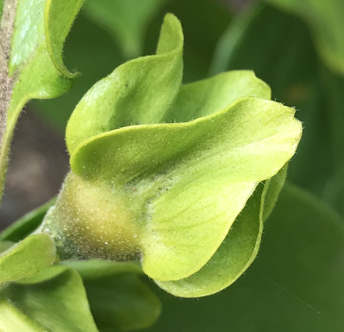 On Discovering A Garden: Magic In the Garden