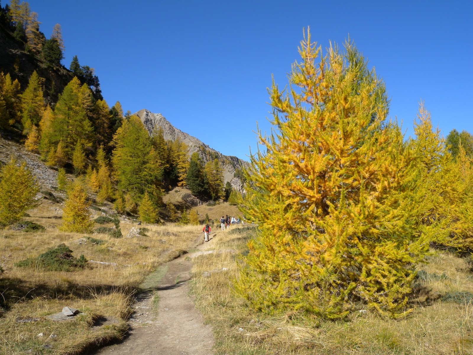 Trees Planet: Larix decidua - European Larch