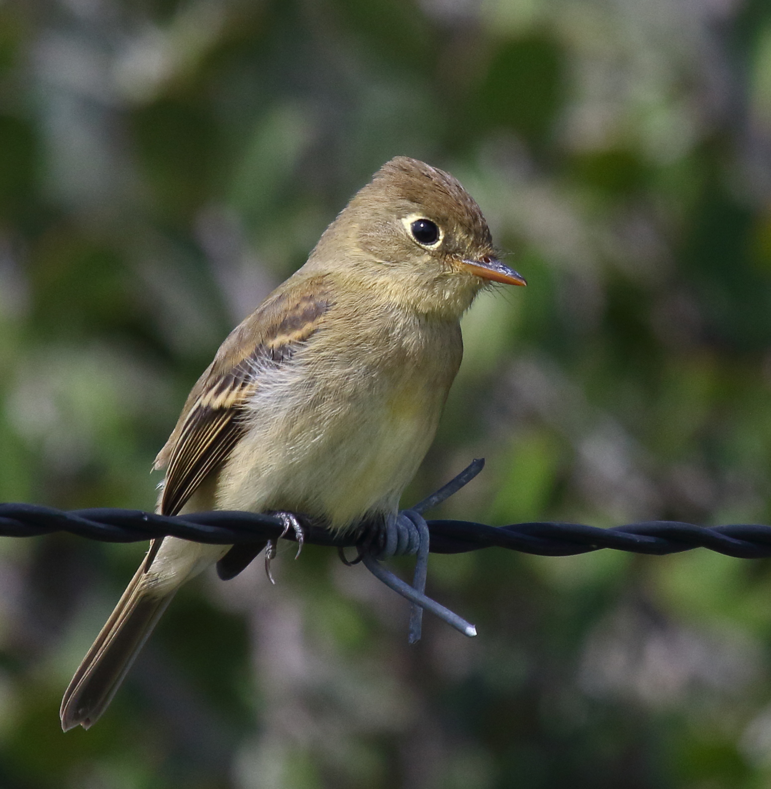 Pacific-slope Flycatchers at Fort Rosecrans National Cemetery - Greg in ...