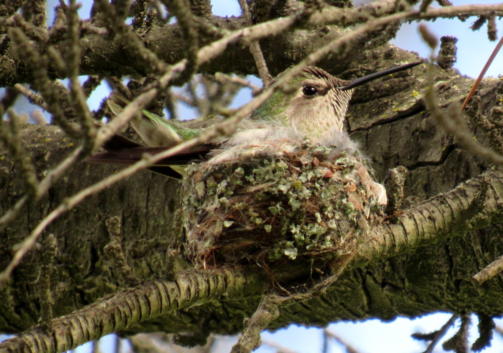Nesting Anna's Hummingbird