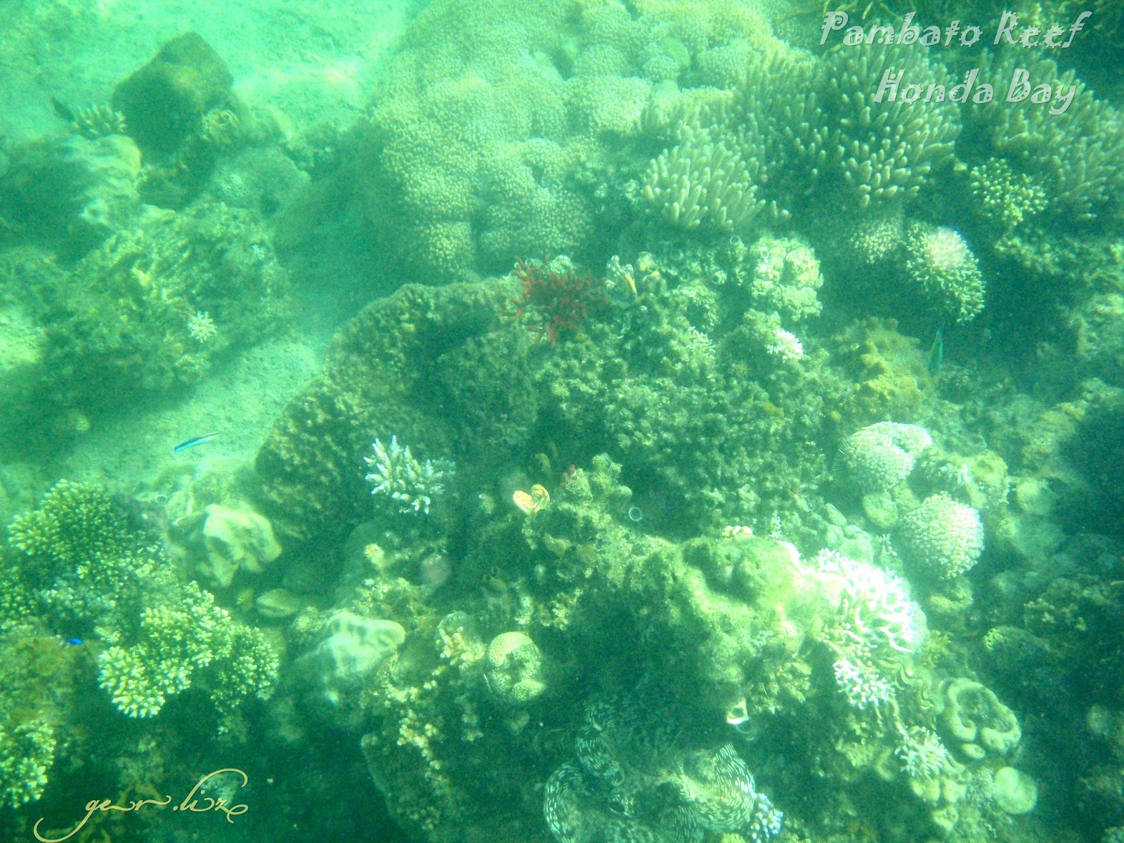 Honda Bay: Pambato Reef [Puerto Princesa 2013] | Trips... by Liz