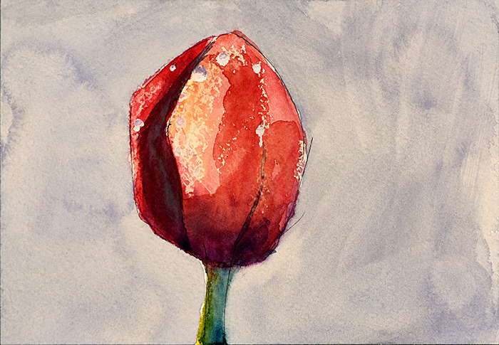 The Art of Bruce: Tulip Two Lips in the Rain