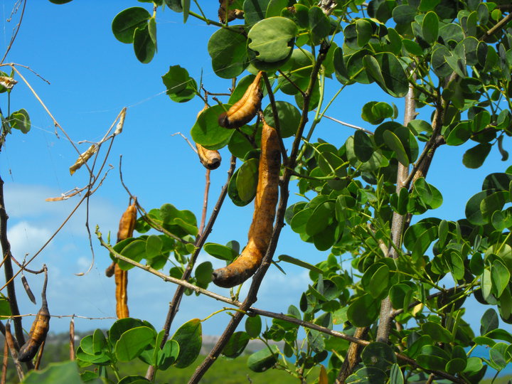 Negritude: Caca béké ou pois doux