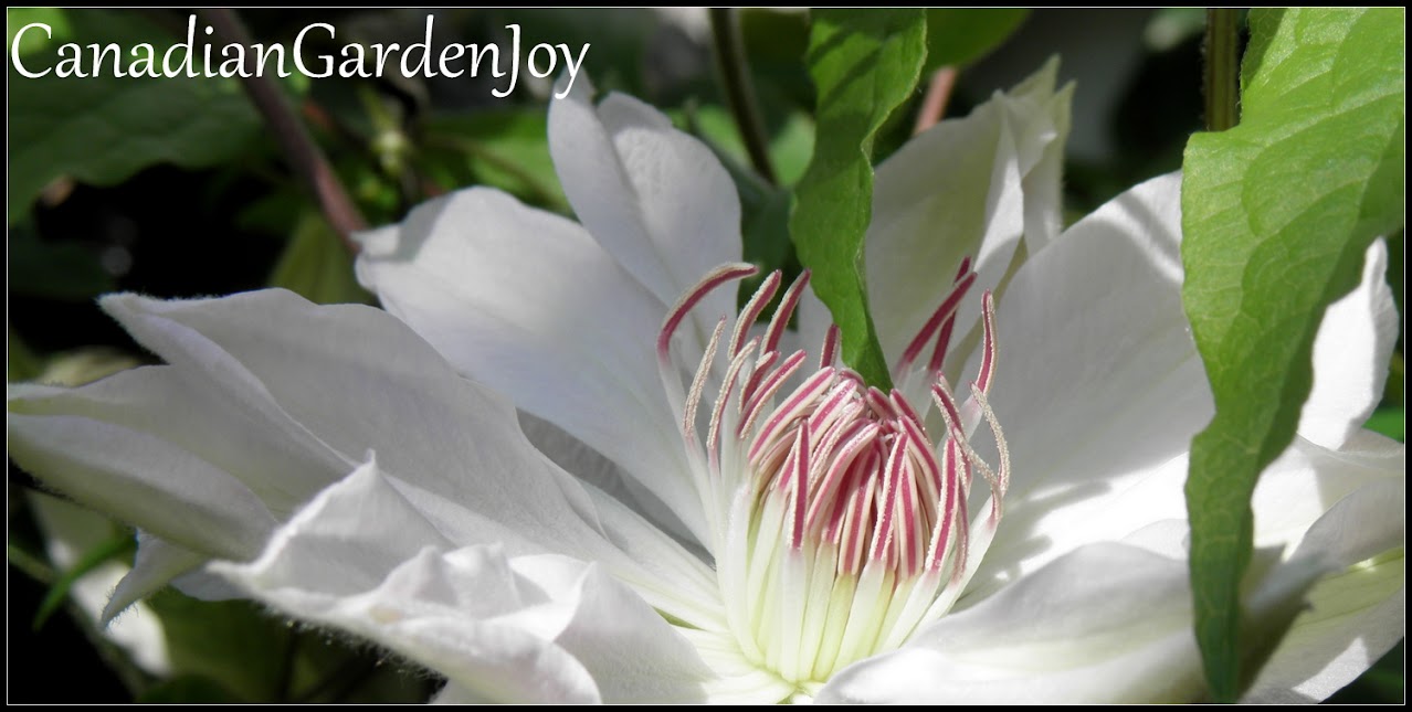 CanadianGardenJoy: Dark Green Pyramidal Yew Taxus x Media