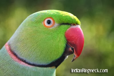 Indian Ringneck / Rose-Ringed Parakeet