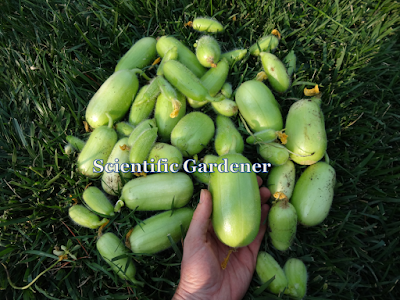 The Scientific Gardener: Carosello Carnage