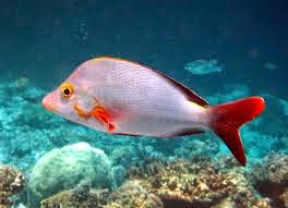 Flora dan Fauna Khas Kepulauan Riau - THE COLOUR OF INDONESIA