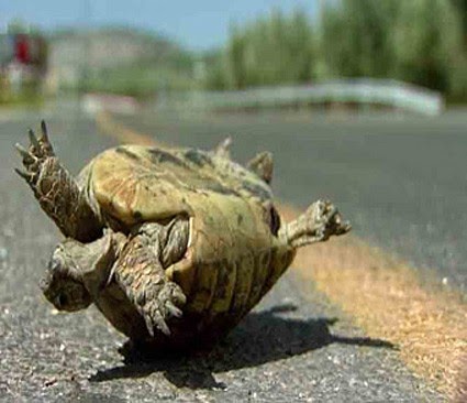 Liberty in Limitation: Upside Down Turtle