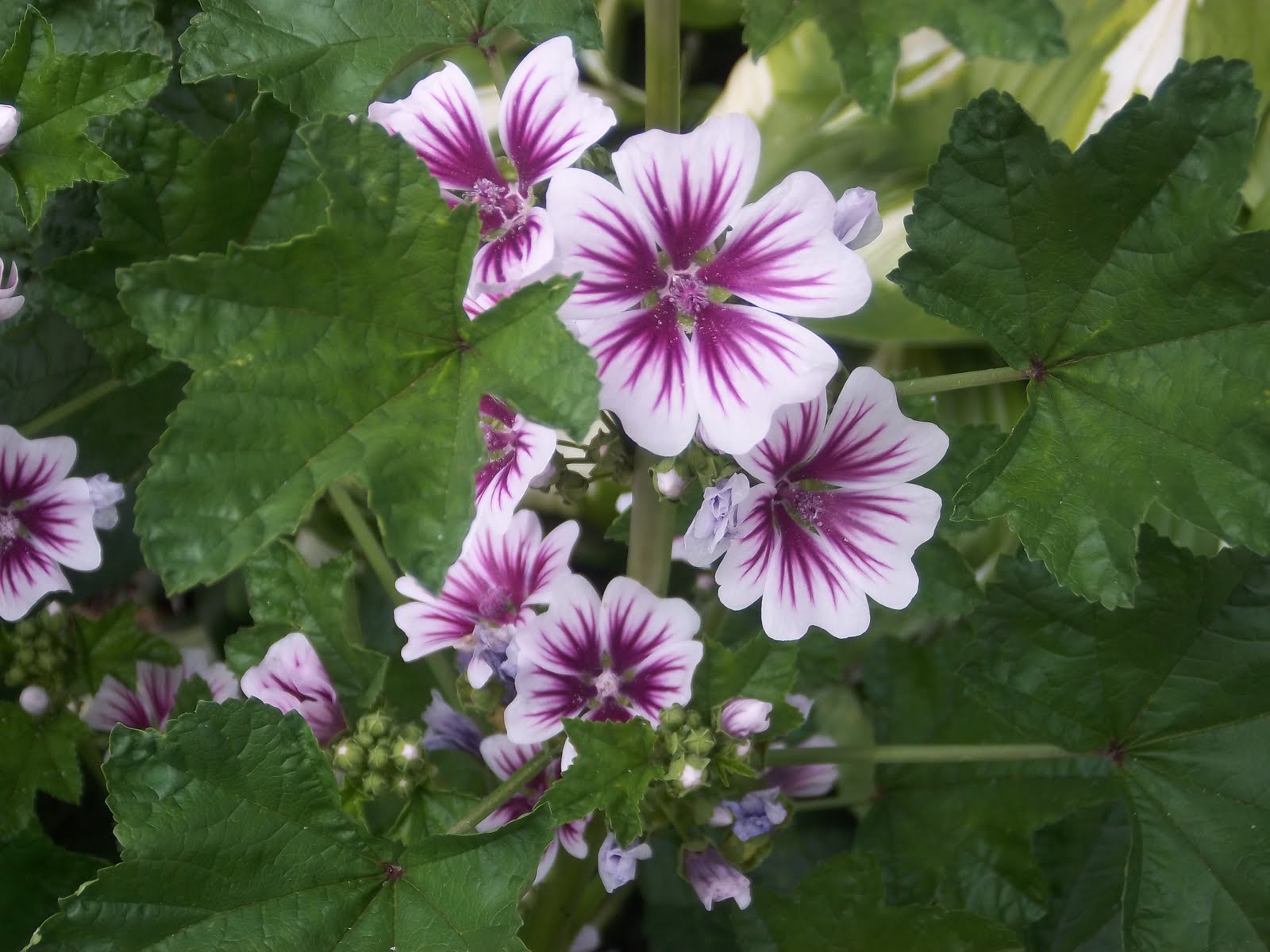 A Sentimental Life: Outdoor Wednesday