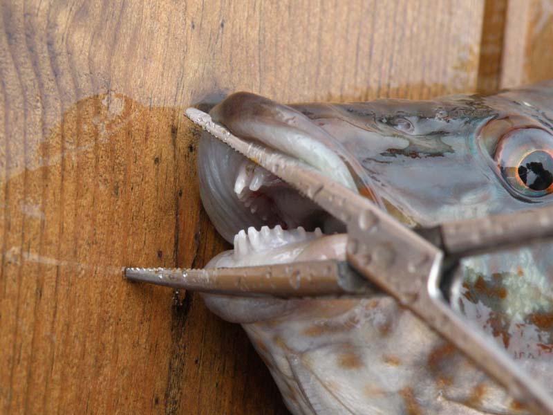 Ryby z rodziny wargaczowatych - Wargacz