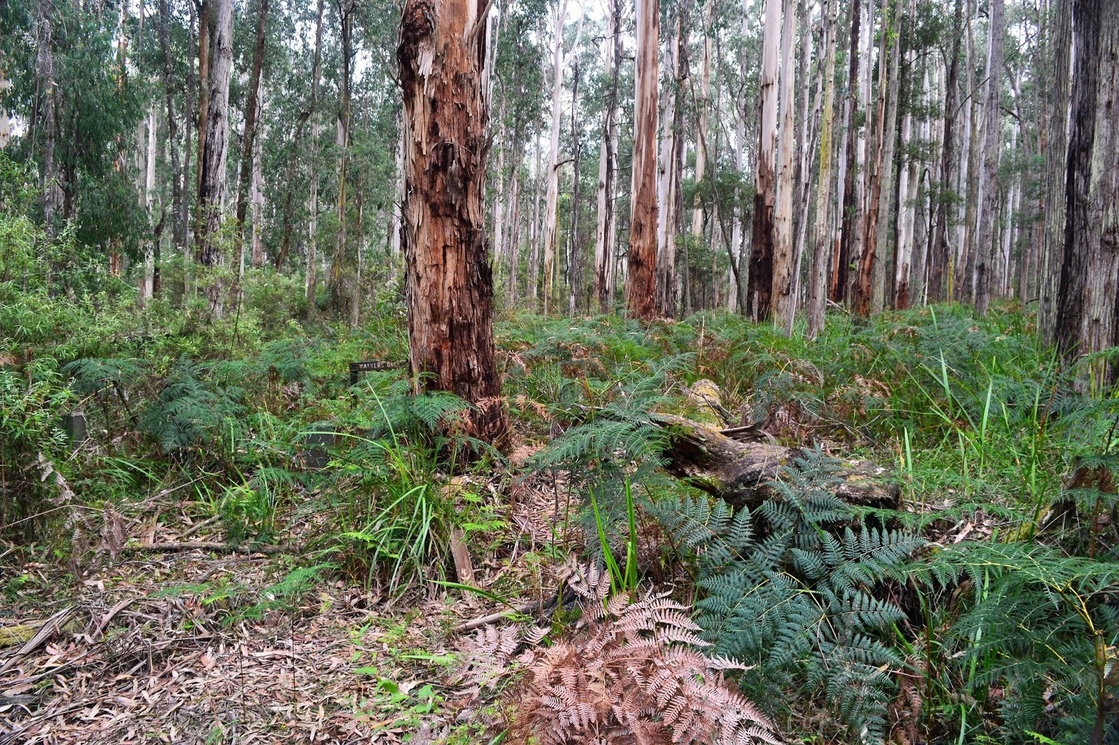 Goin' Feral One Day At A Time: Tree Fern Walk, Bunyip State Park ...