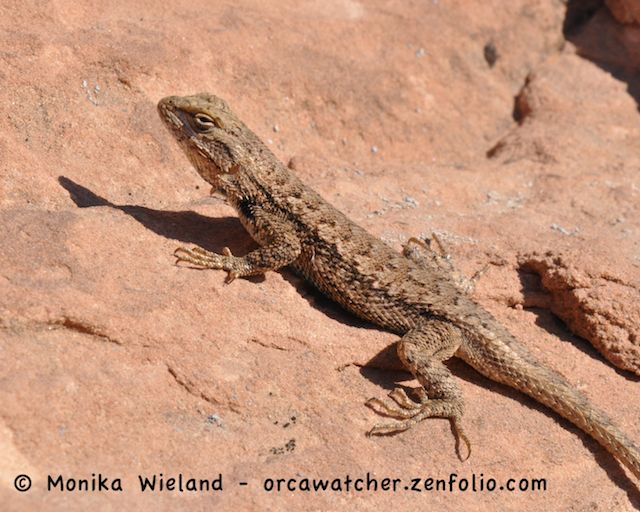 Orca Watcher: Arches National Park ~ Day 2