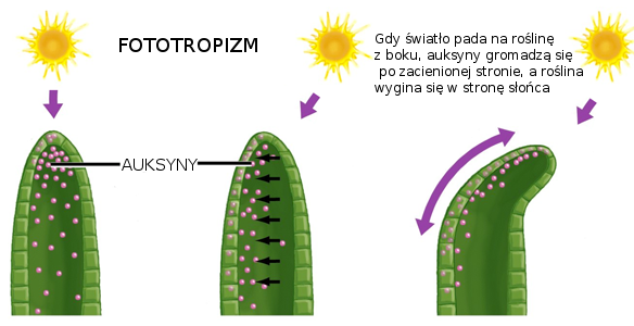Biolog w Warszawie : Uciekające rośliny