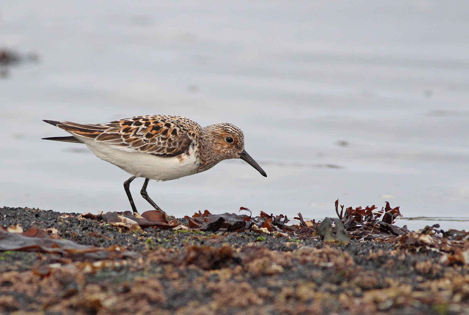 Mark James Pearson: Bird of the Week #10 - Sanderling