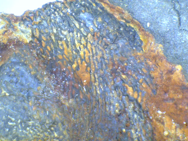 Views of the Mahantango: Micro fossils in the North Evans Limestone