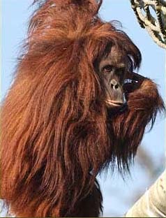 Página de curiosidades y más: Curiosidades sobre los grandes simios