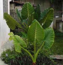 Liza Mutiara's Blog: sayur lodeh lompong