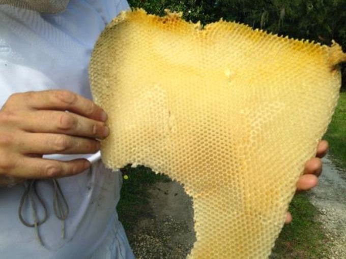 Bellows Bees: It’s a Warning! Not Just a Story for Kids!