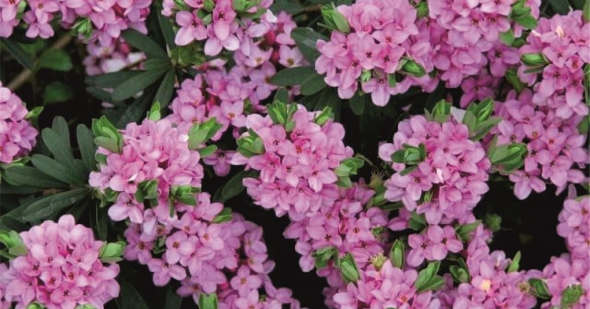 Мелкие Розовые Цветы Фото С Названиями