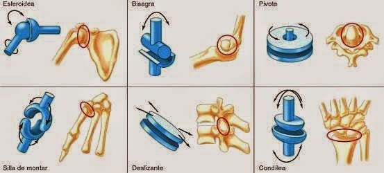 abc anatomía: TIPOS DE ARTICULACIONES SEGUN SU MOVILIDAD, articulación ...