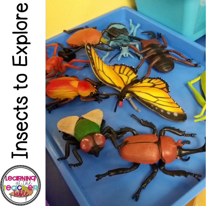 Learning at the Teacher Table: Insects Science Center