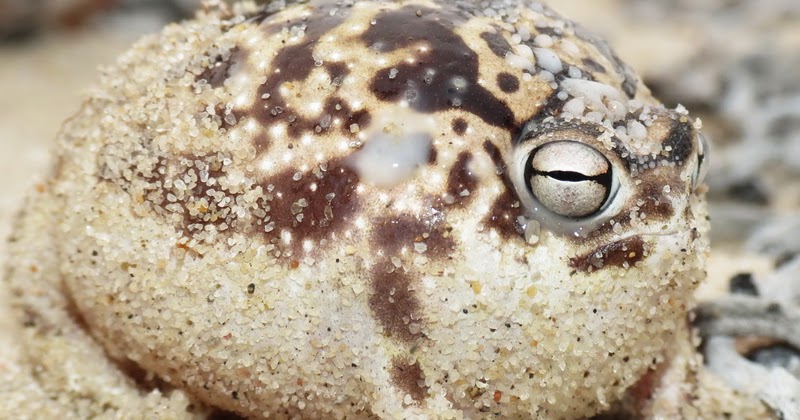 Real Monstrosities: Namaqua Rain Frog