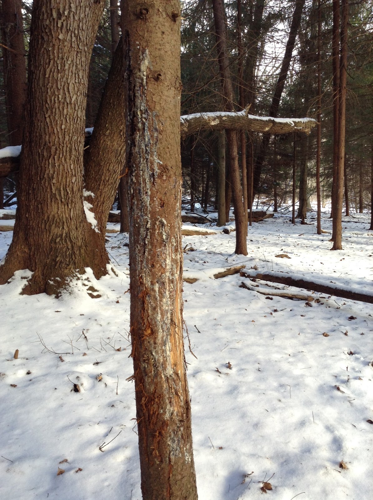 The Nature of Lutherlyn: Resin, Pitch, Sap