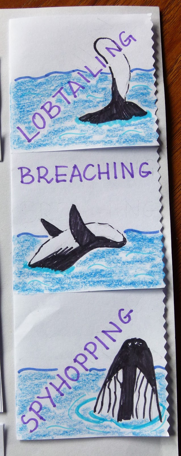 Lapbook: Wieloryby - Whales