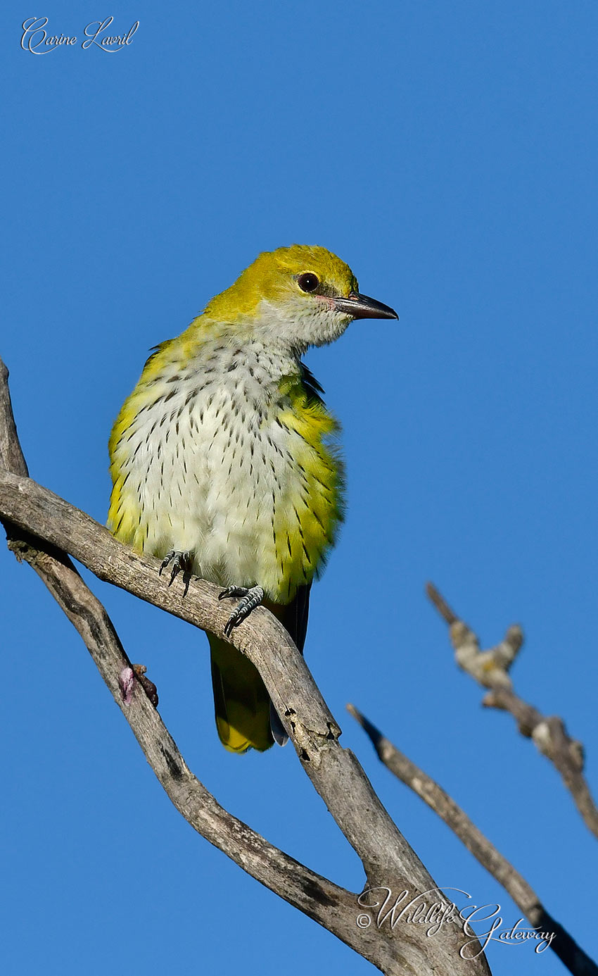 WILDLIFE GATEWAY: Loriot d'Europe