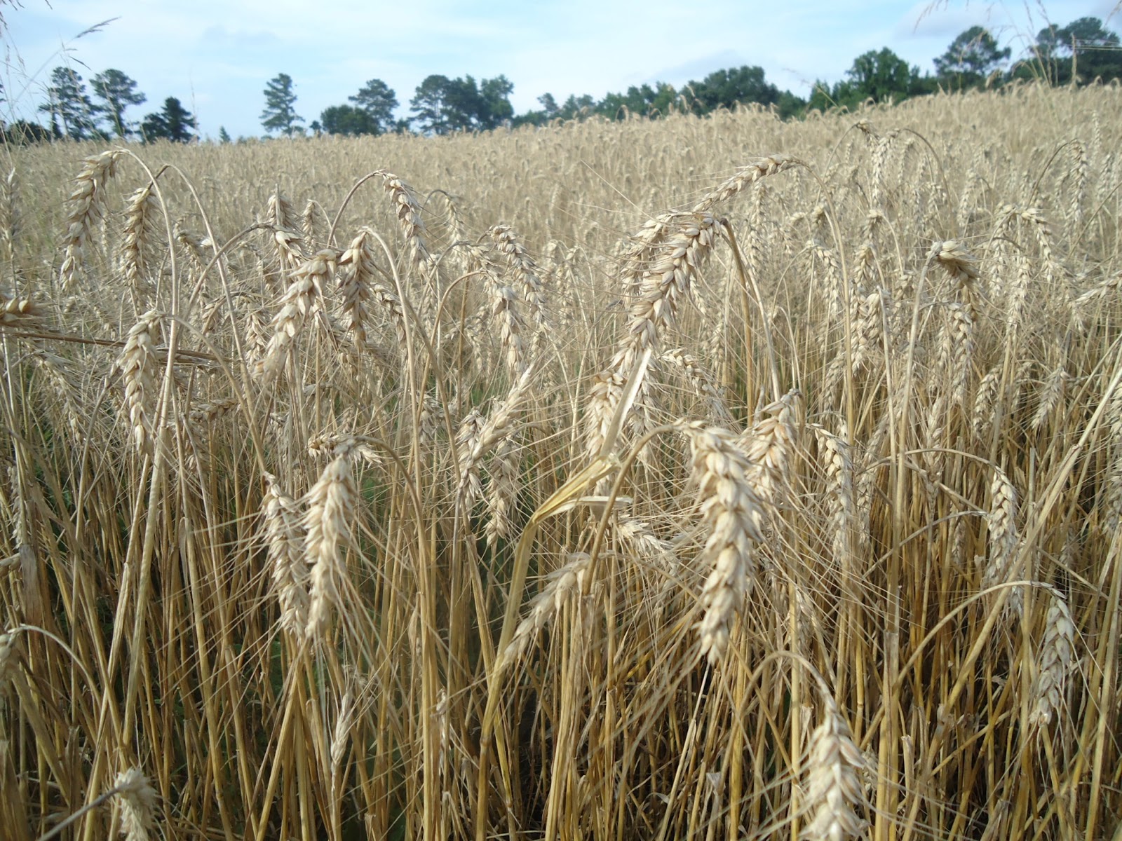 The Life of a Farmer's Wife: Harvesting Wheat