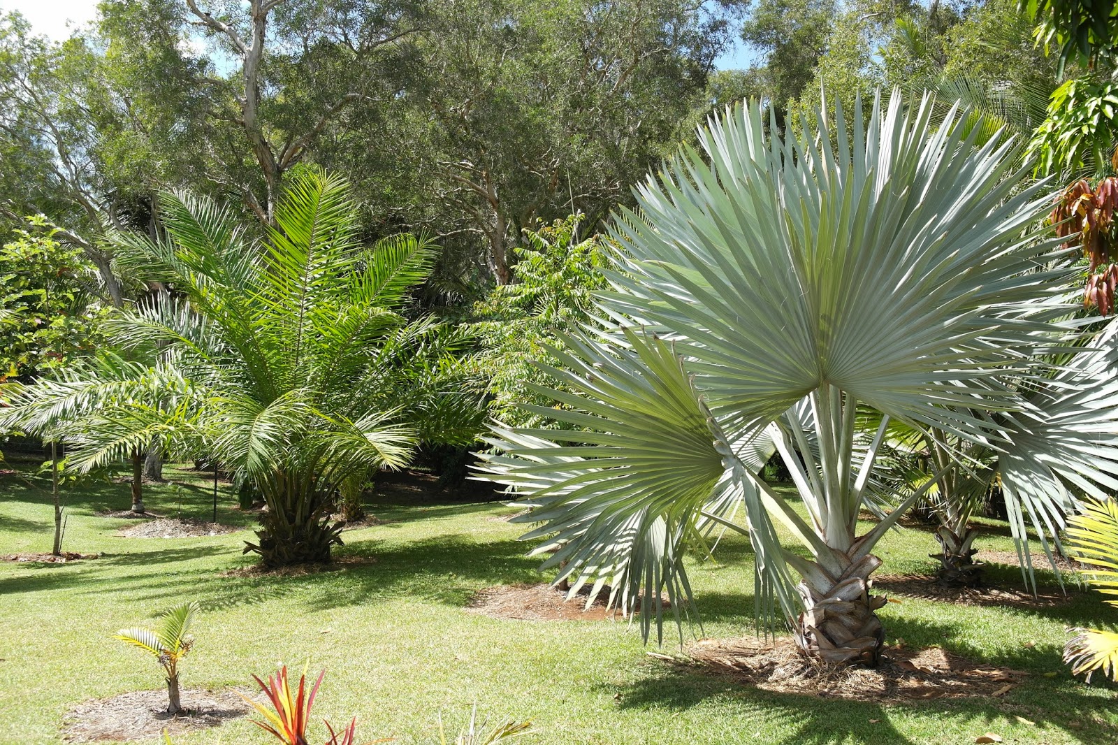 Sur ma route: Jardin de palmiers