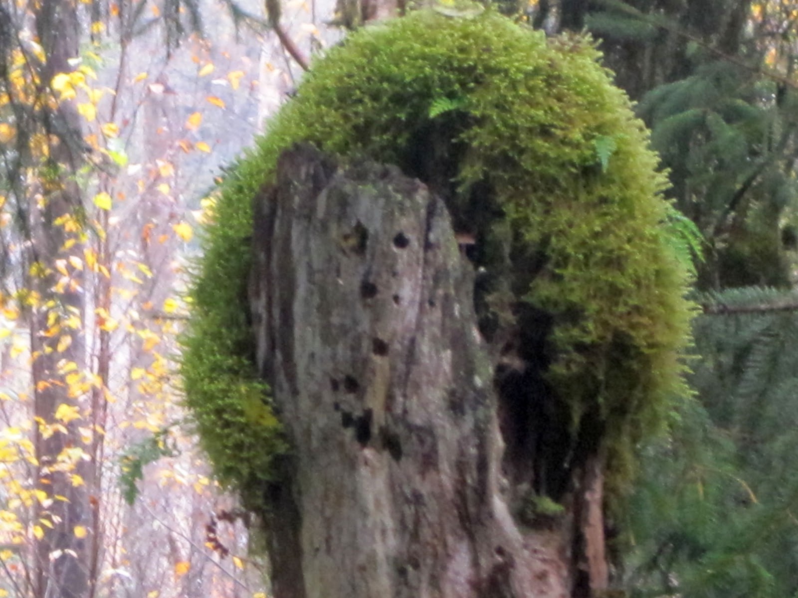 Scene Through My Eyes: Green