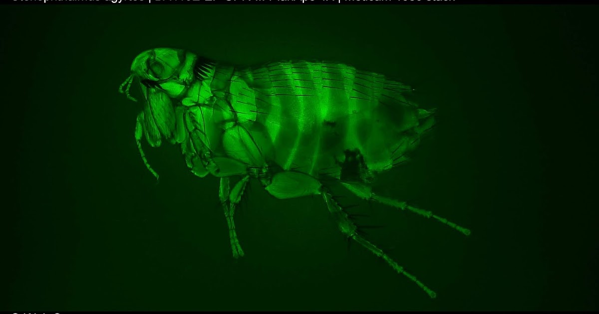 Motic Europe | Blog: A fluorescent flea
