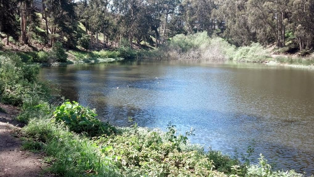 Parks in Profile: Stern Grove