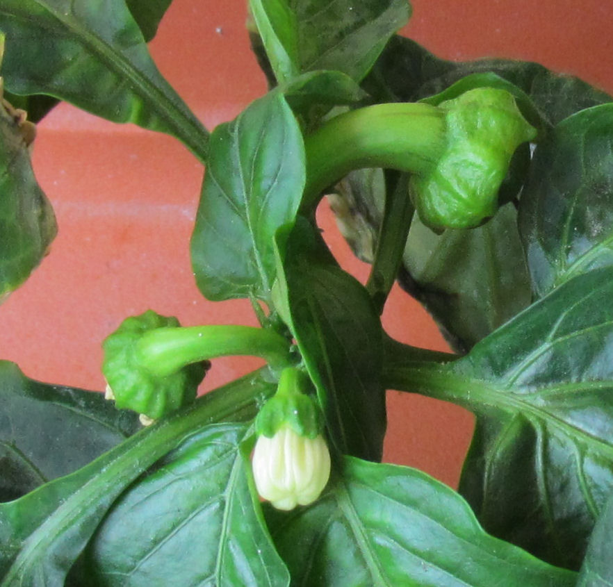 Foto Blog Puerto Rico: Hidroponia Pimientos Morrones 4