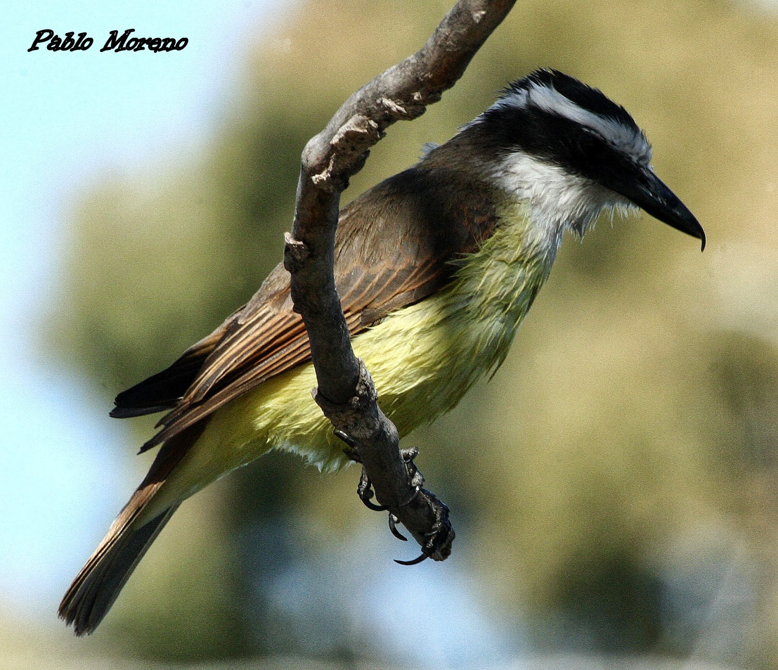Aves de Mendoza: Benteveo( Pitangus sulphuratus)