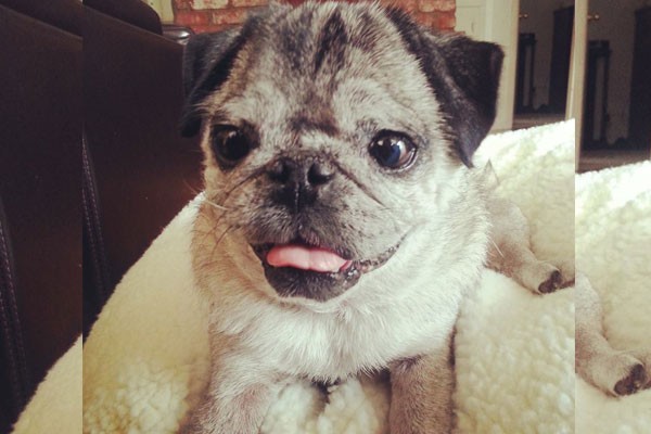 SOS Animal com amor: Animais tem síndrome de down?