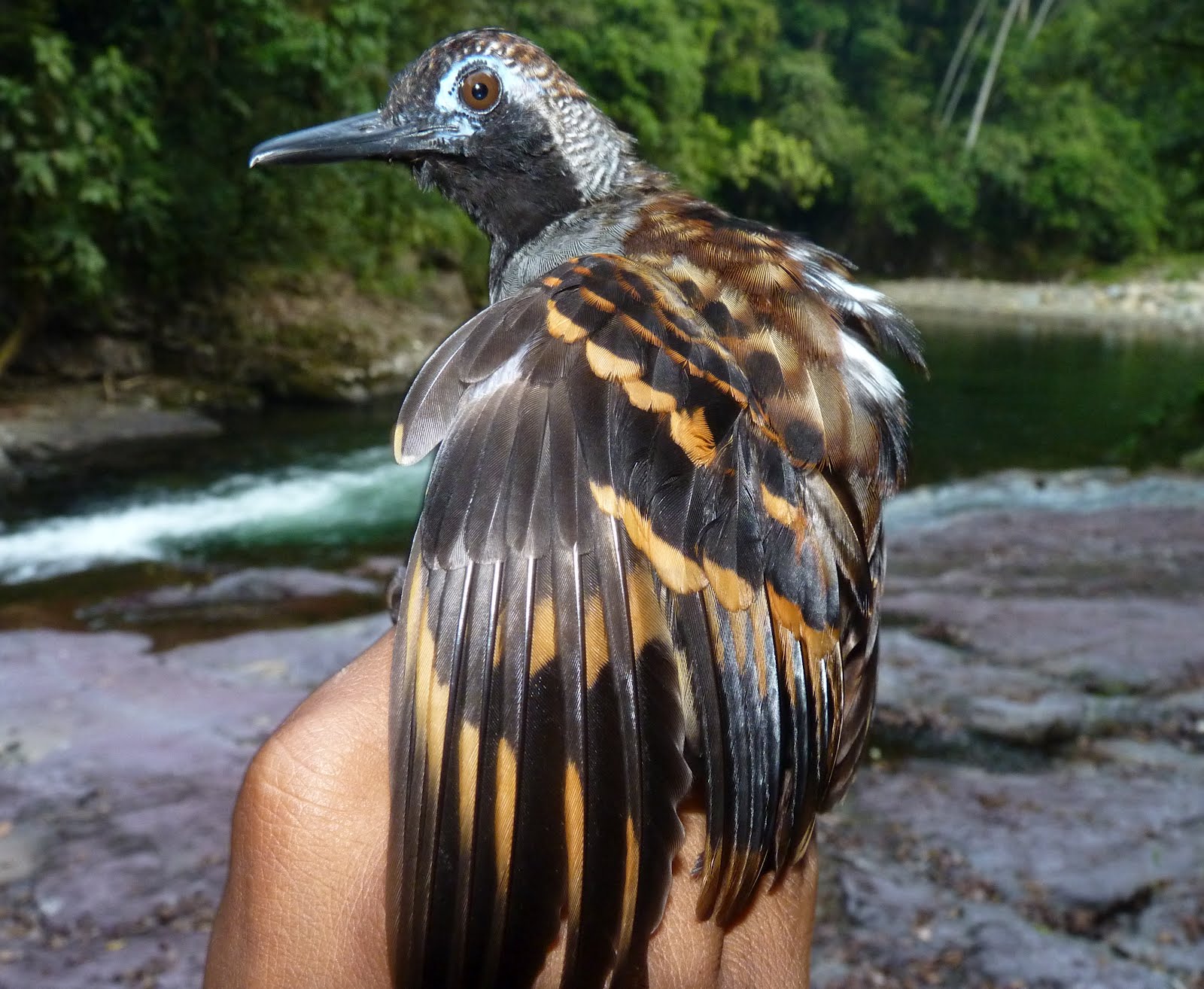 Wild life: Antbird | wild birds
