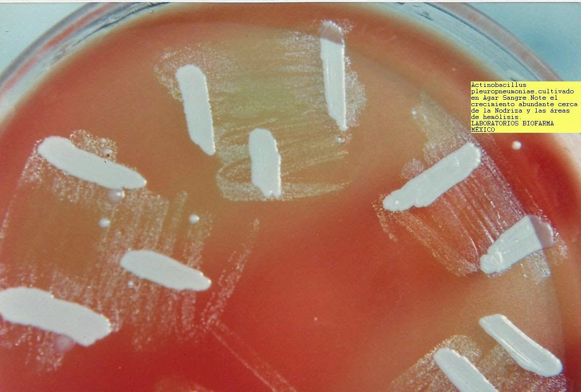 Blog de Carlos: Actinobacillus pleuropneumoniae. Características y cultivo